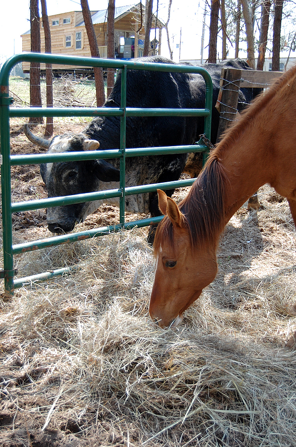 Simply Living in a Small Rustic Cabin - Tiny House Blog